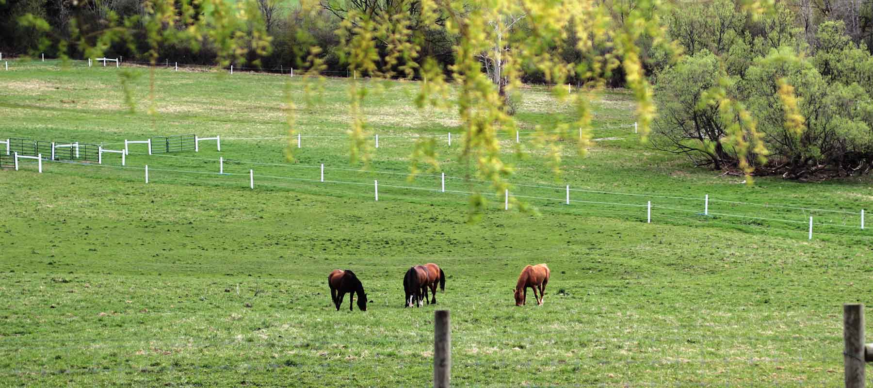 The William George Agency for Children's Services